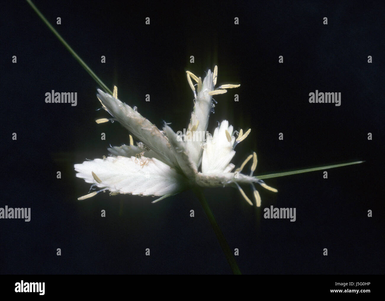 Niveus hi-res stock photography and images - Alamy