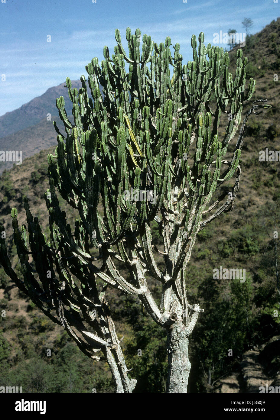 flower plant flora nature blumenpflanze euphorbia royleana ...