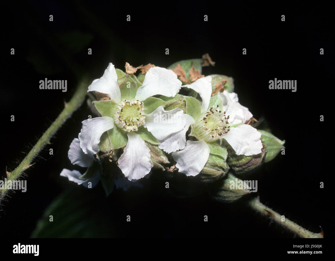Rubus ellipticus hi-res stock photography and images - Alamy