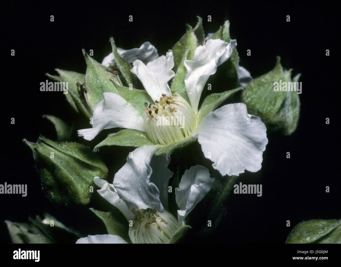 Rubus ellipticus hi-res stock photography and images - Alamy