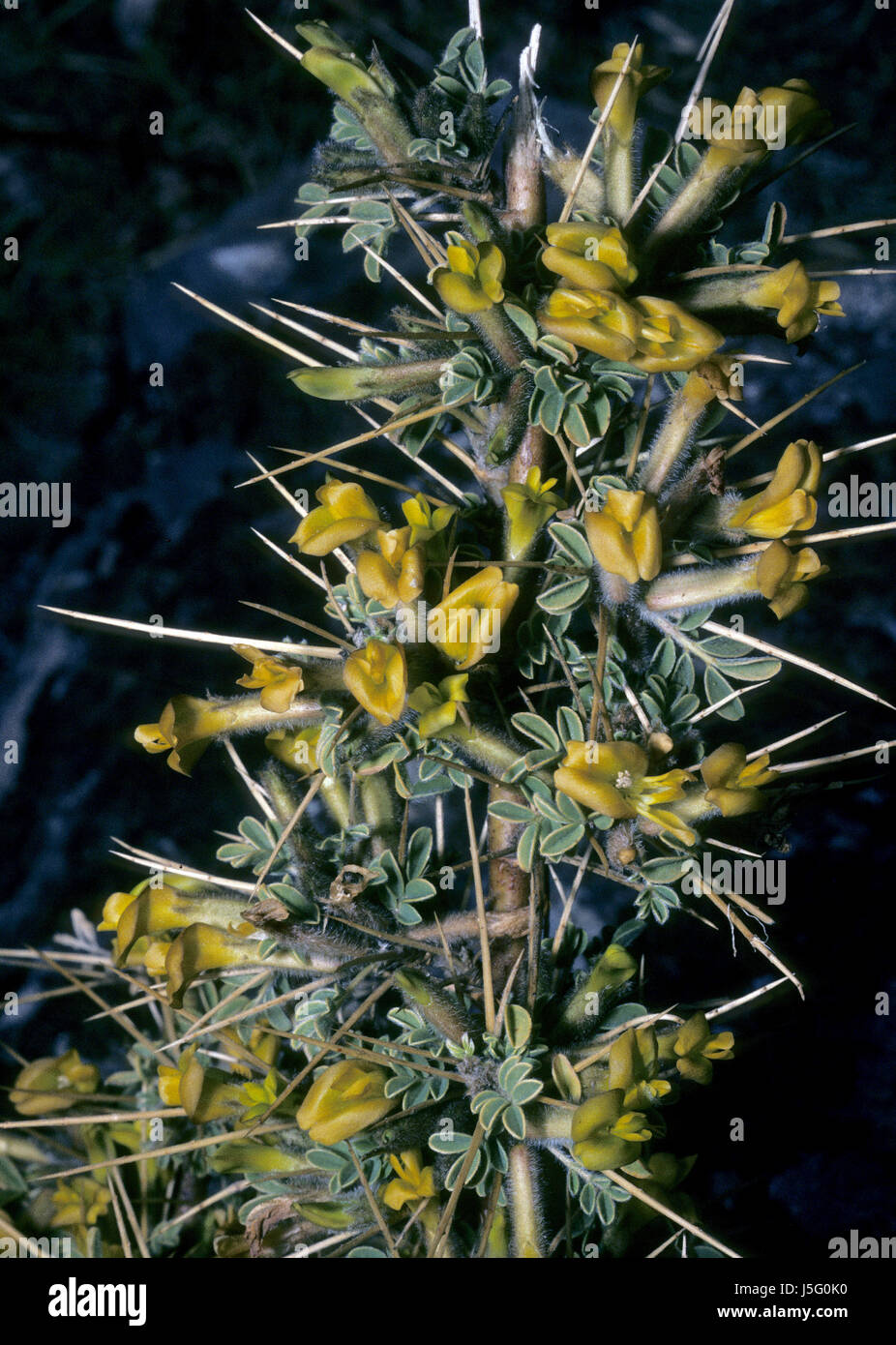 flower plant flora nature blumenpflanze astragalus candolleanus ...