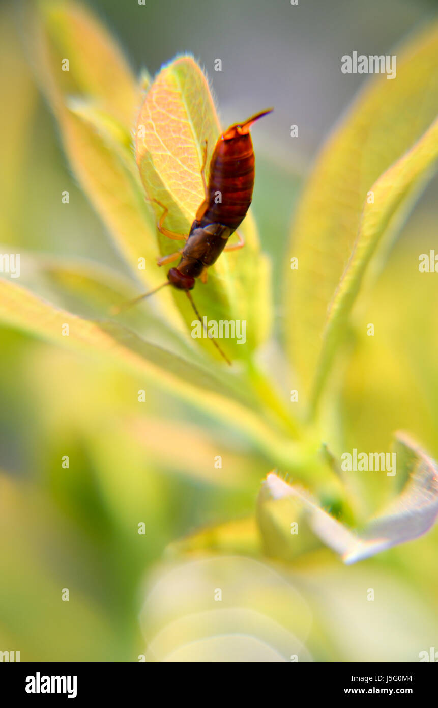 Commonearwig hi-res stock photography and images - Alamy