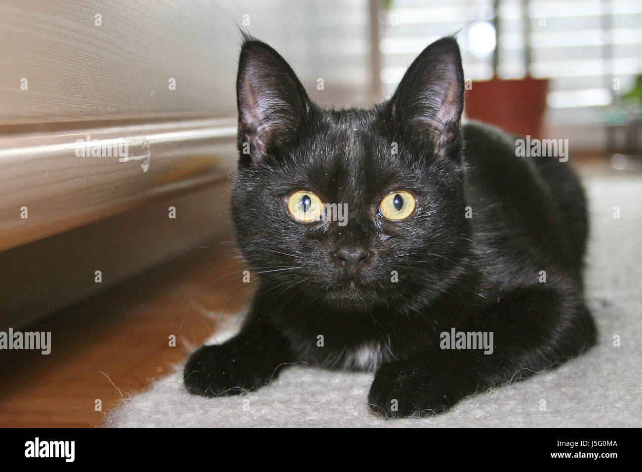 watchful black swarthy jetblack deep black eyes hairs ears skin view ...