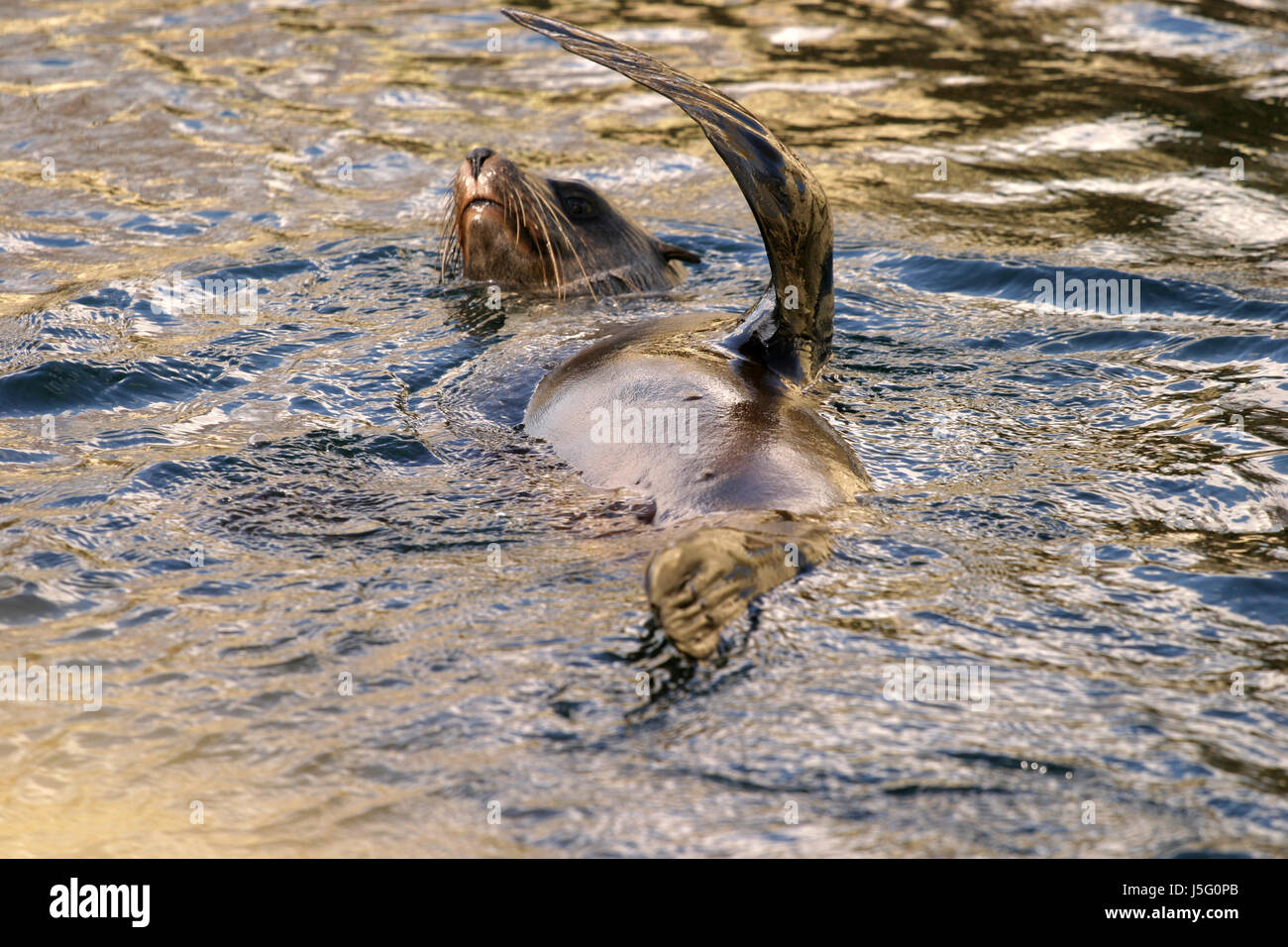waters animal mammal animals seal fin crawl sea lion bathing water ...