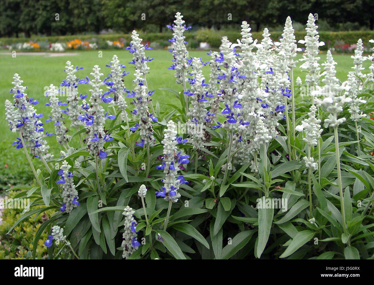 Salvia farinacea strata hi-res stock photography and images - Alamy