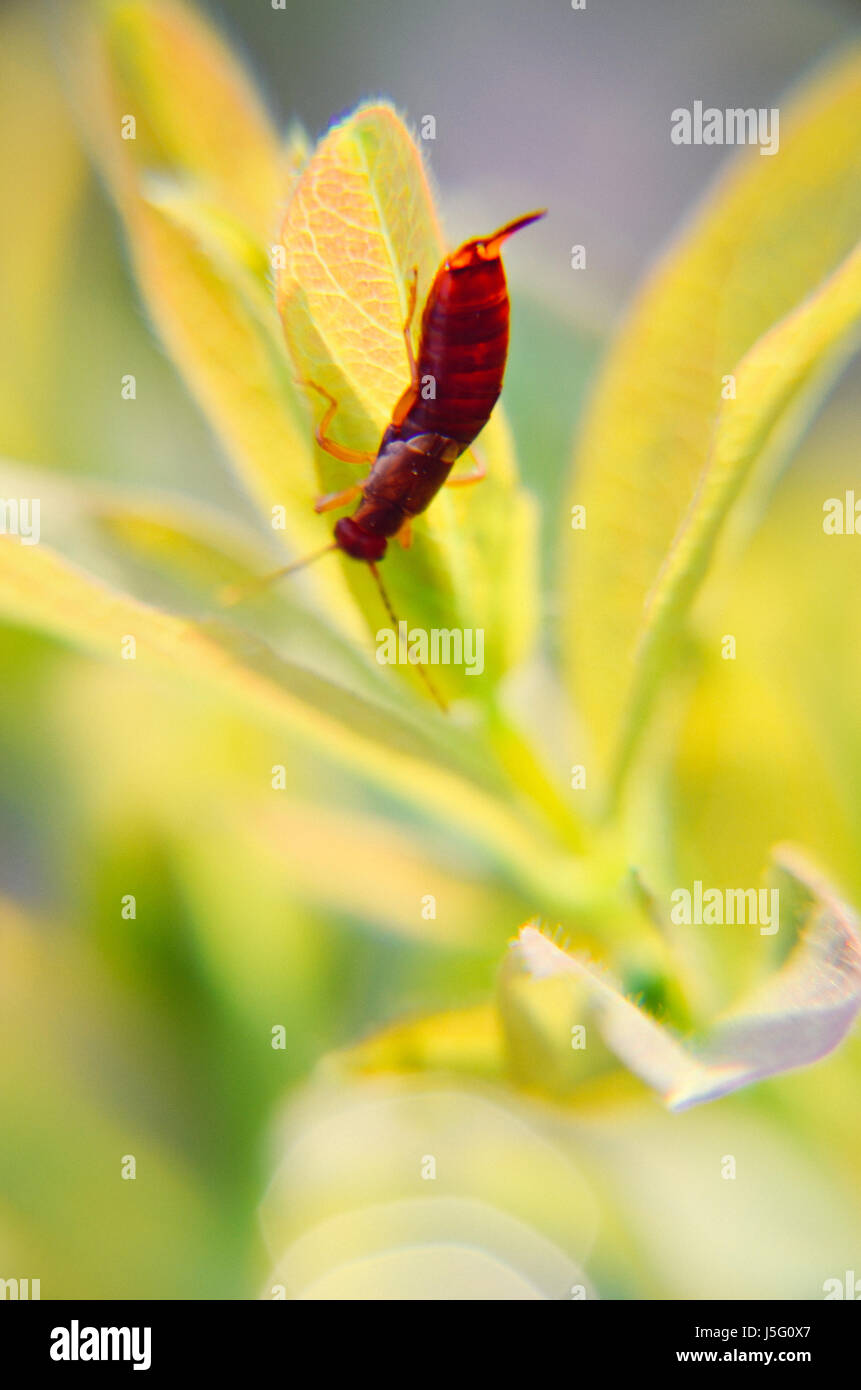 Commonearwig hi-res stock photography and images - Alamy