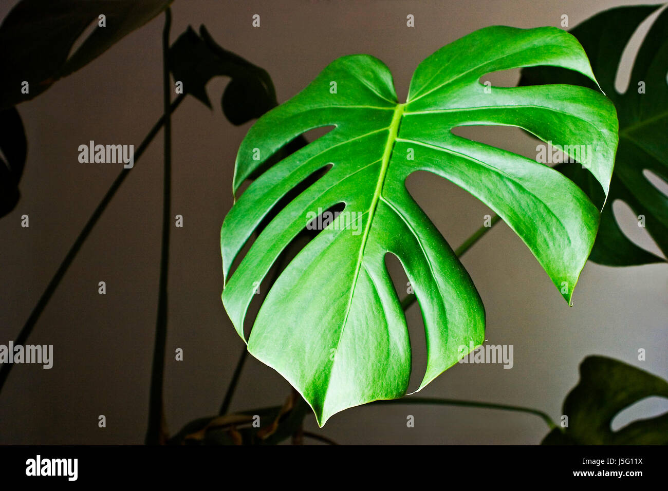 leaf green climbing plant heart shaped gashed toxic poisonous ...