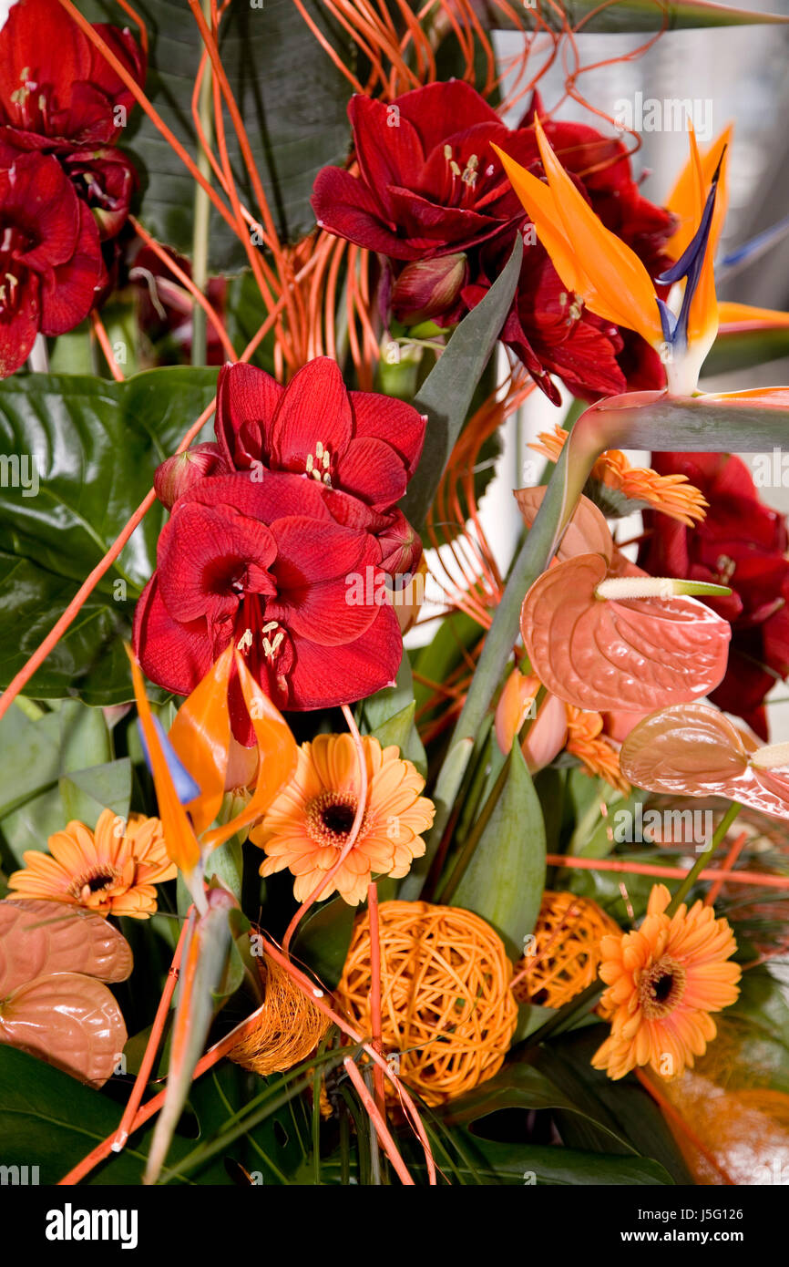 Bltenblter hi-res stock photography and images - Alamy