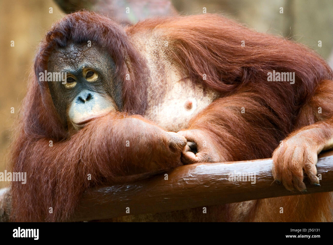 Urang utan hi-res stock photography and images - Alamy