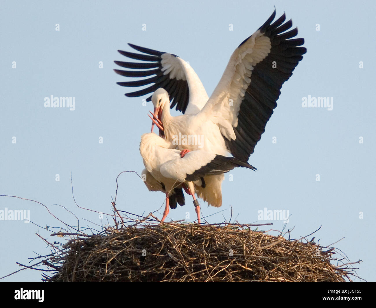 blue bird birds wing spring feathers beak stork nest storks flap mating ...