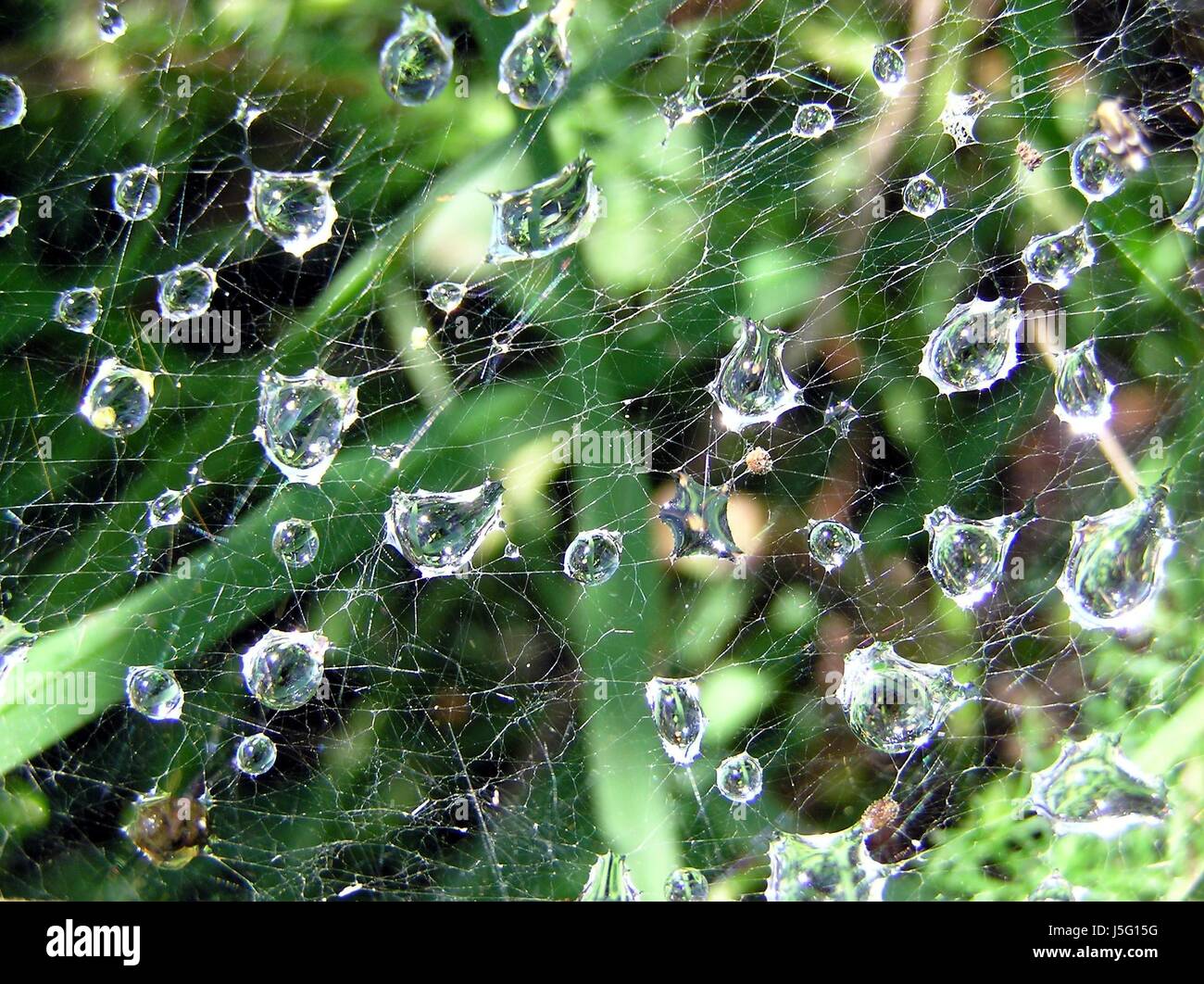 spider net moist meadow water drop waterdrop water nature cobweb ...