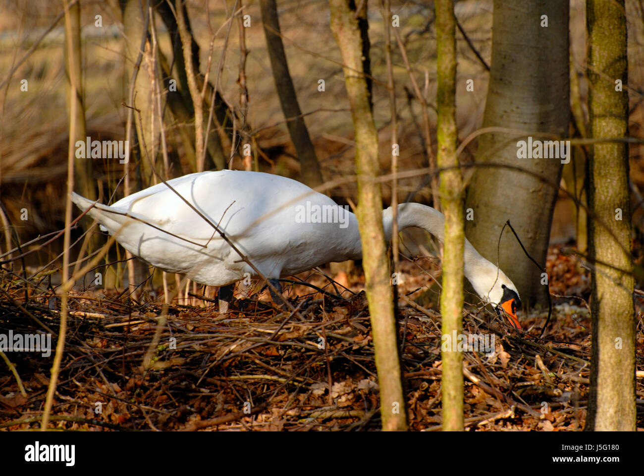 tree trees animal bird wood swan birds spring branch offspring bush ...