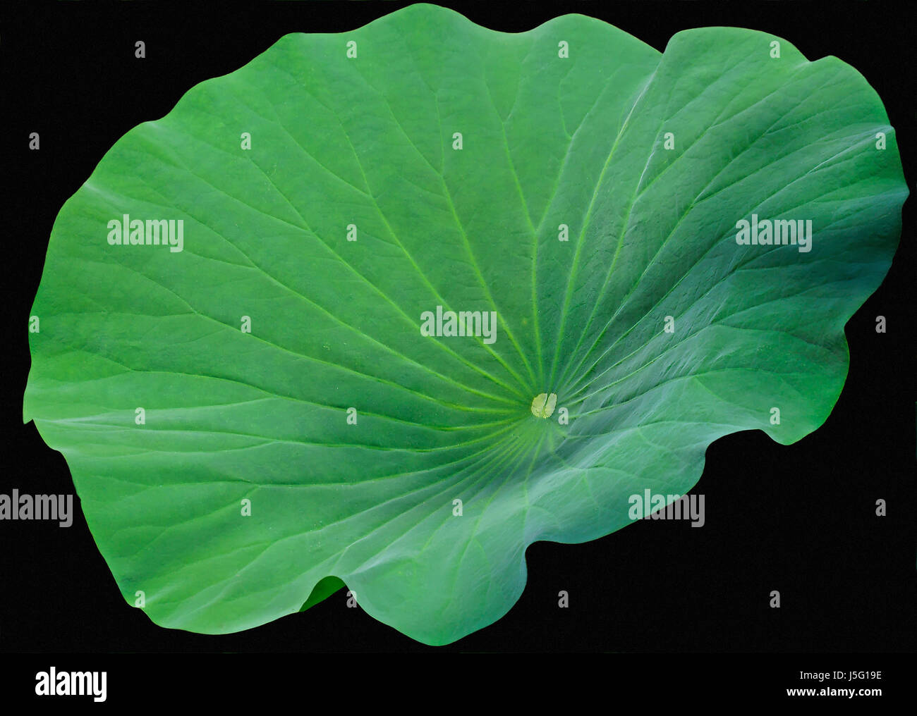 Leaf model example hi-res stock photography and images - Alamy