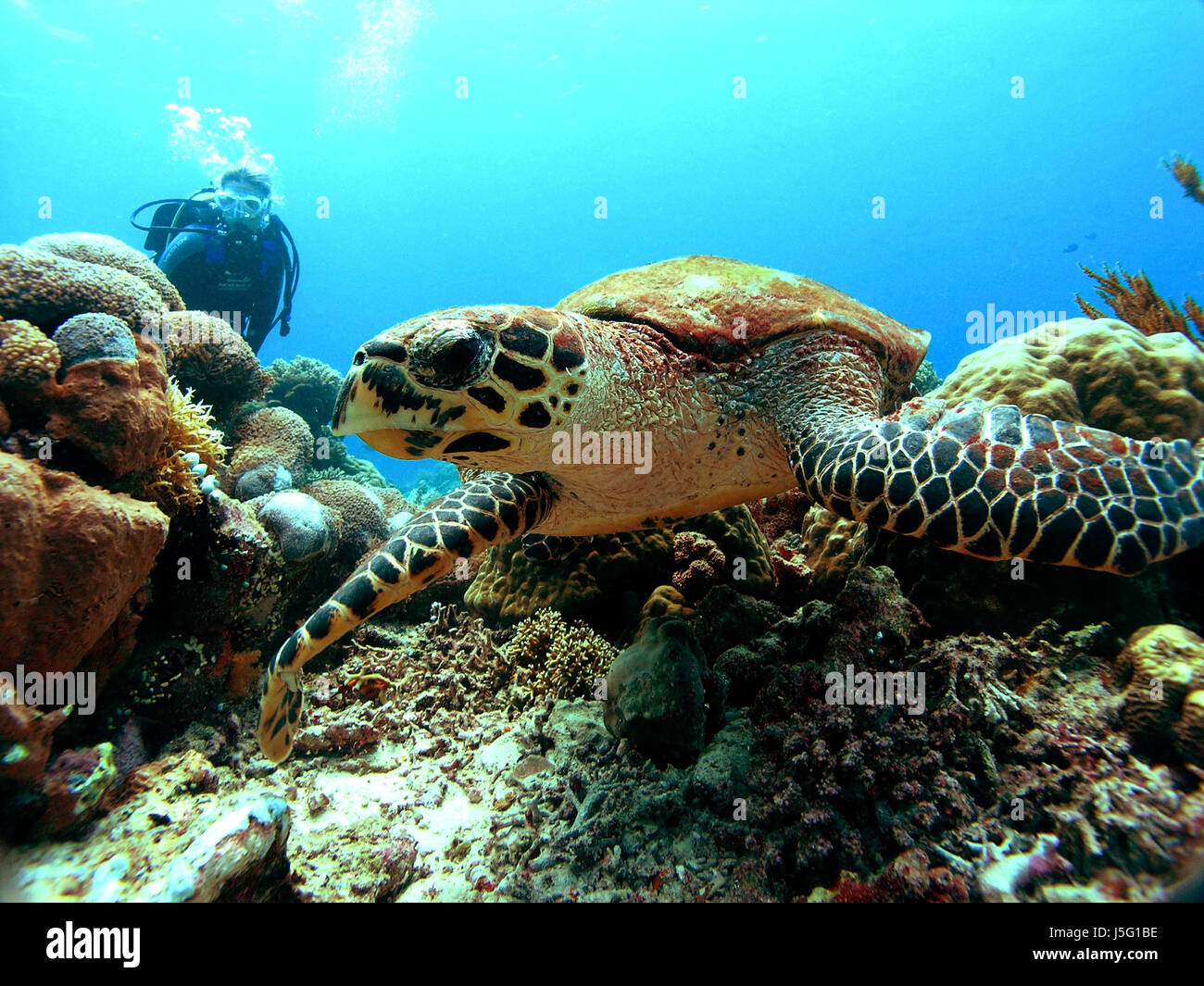 blue asia indonesia eyes underwater dive poor man salt water sea ocean ...