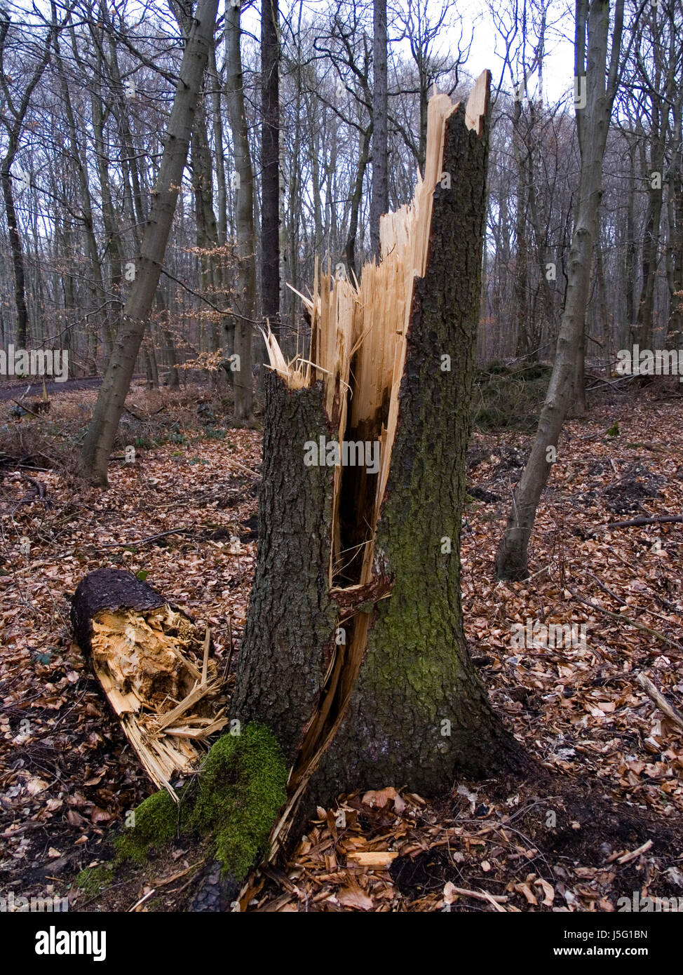tree trees trunk tribes fragmented overthrown forest storm gale ...