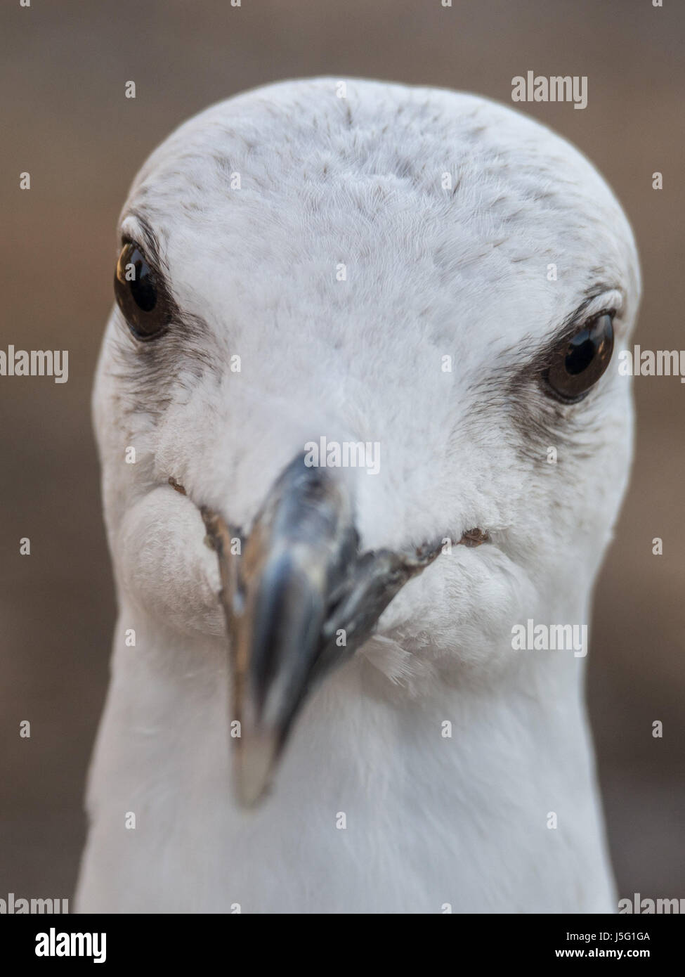 Juvenile herring gull head hi-res stock photography and images - Alamy