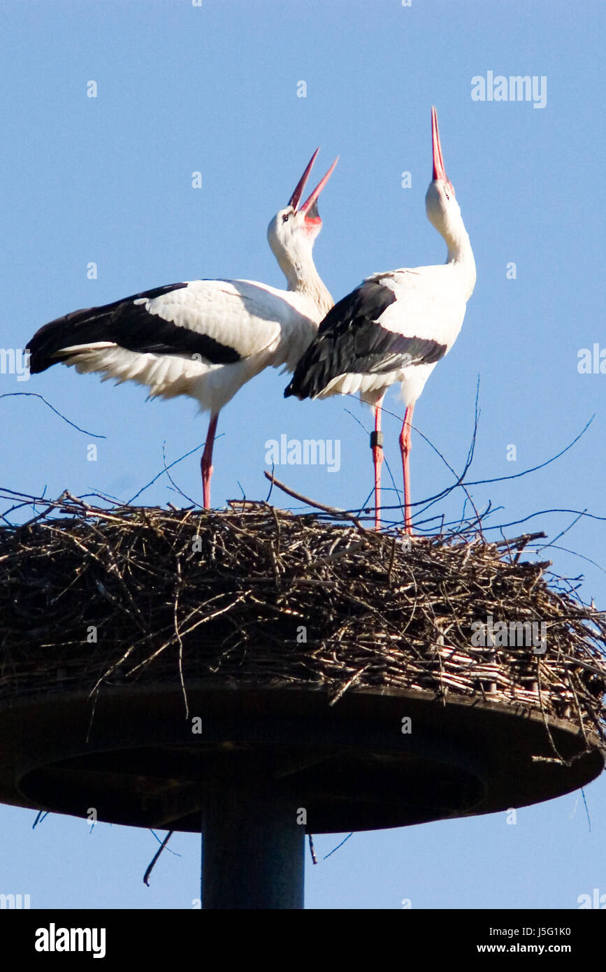 blue bird birds spring feathers beak stork nest storks migrant leg ...