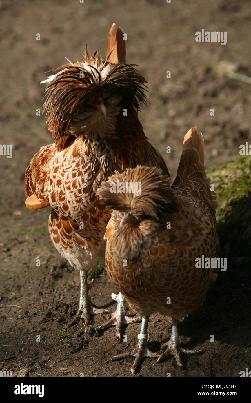 bird wild birds feathers feathering male cap chicken female hen poultry ...
