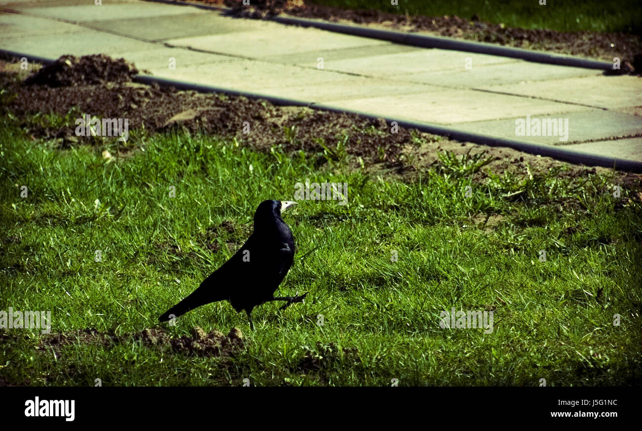 The black plague hi-res stock photography and images - Alamy