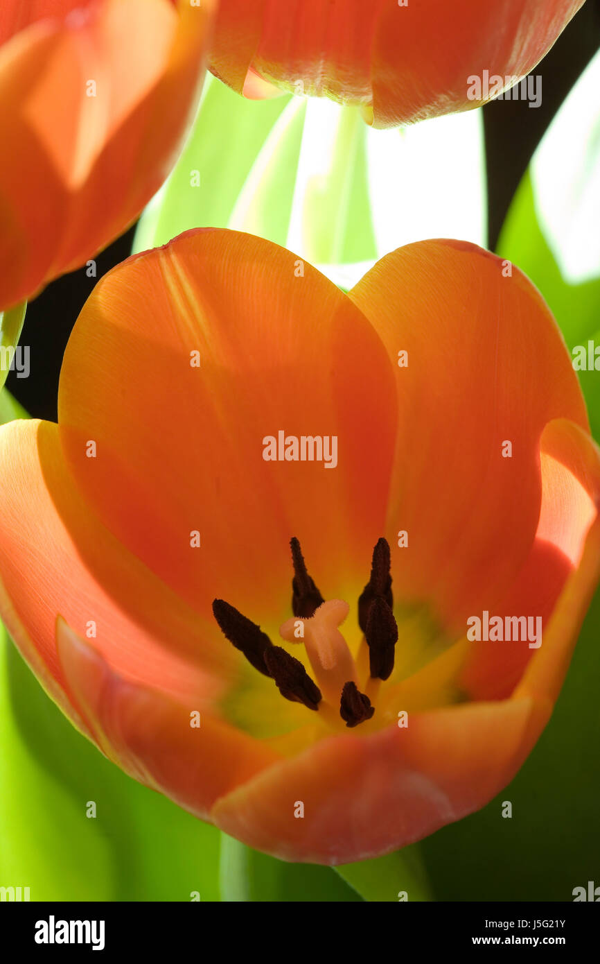 Temple of flora tulip hi-res stock photography and images - Alamy