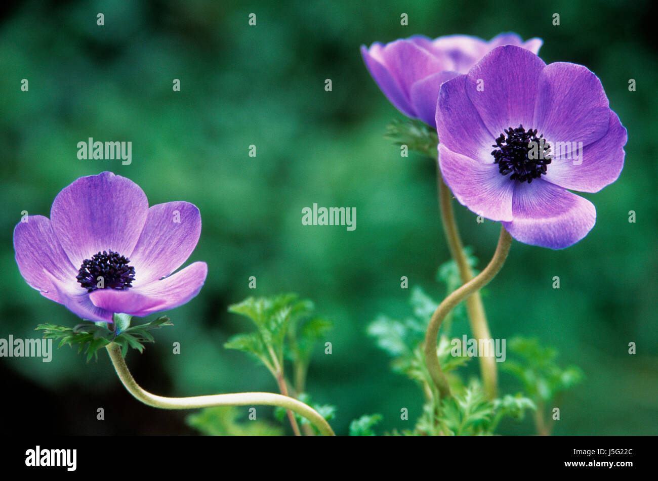 Anemone Coronaria De Caen Stock Photos & Anemone Coronaria De Caen ...