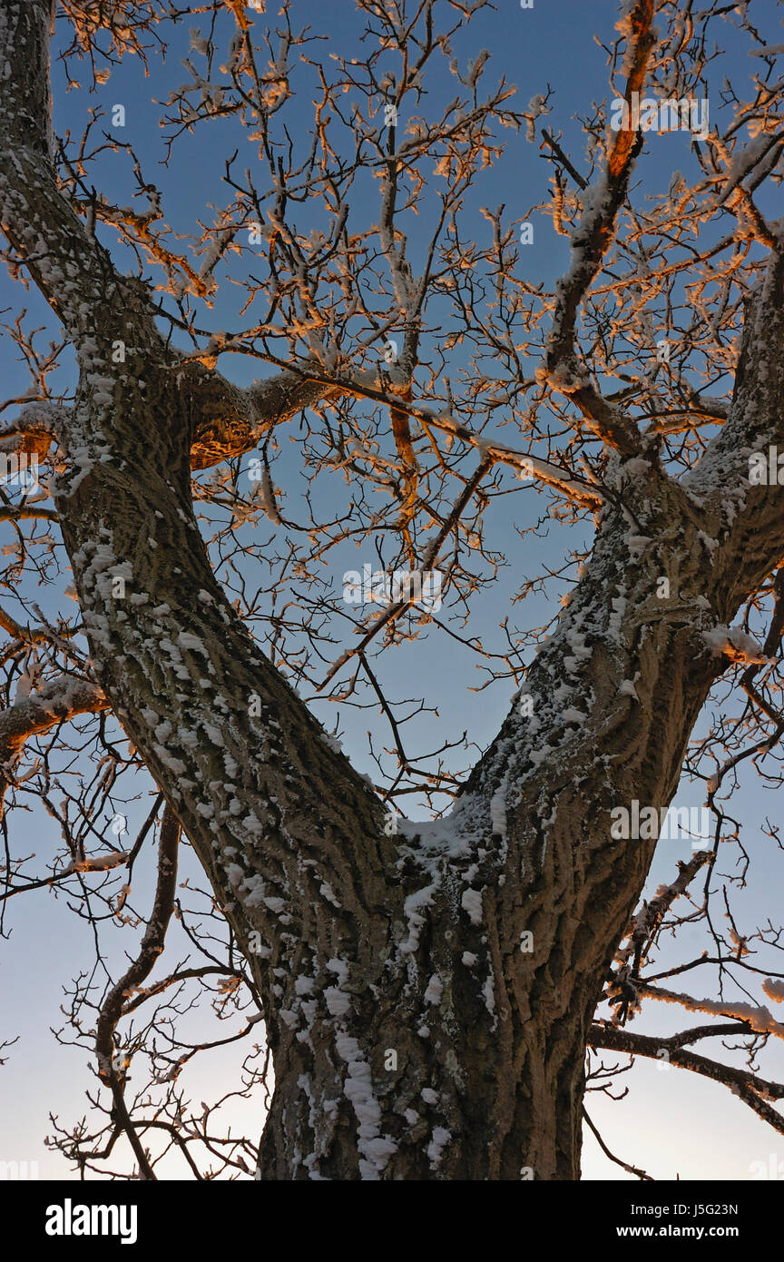 Forking tree hi-res stock photography and images - Alamy