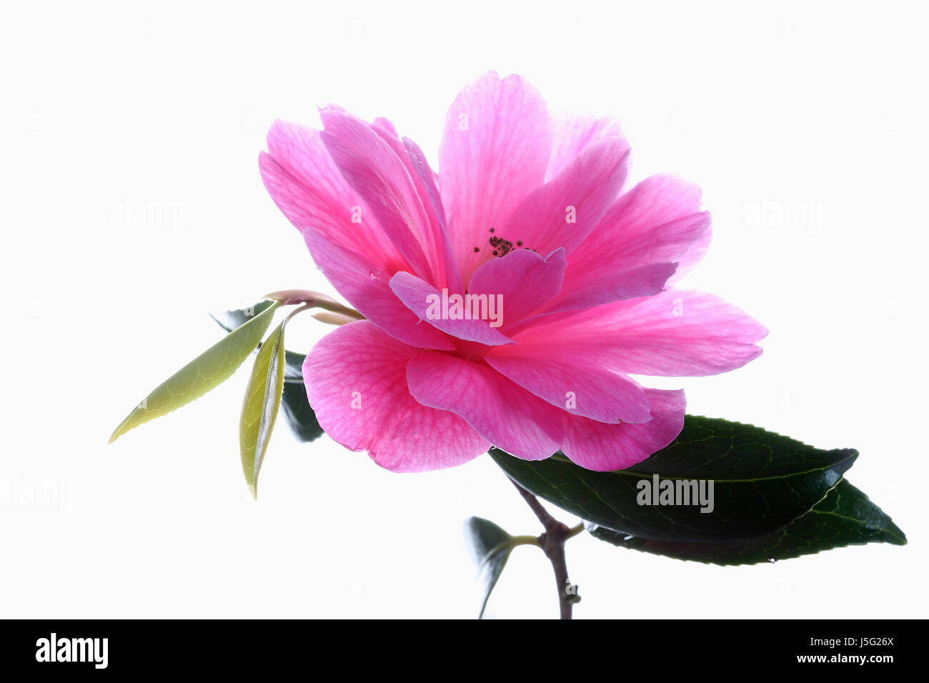 Pink evergreen shrub spring flowering Cut Out Stock Images & Pictures ...