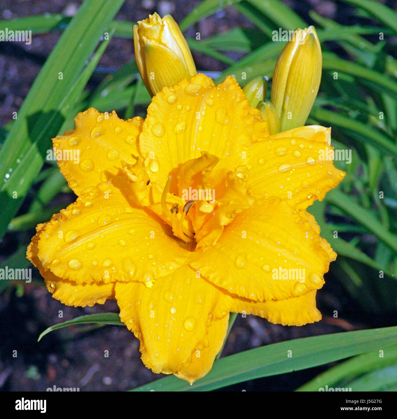 condilla - daylily Stock Photo - Alamy