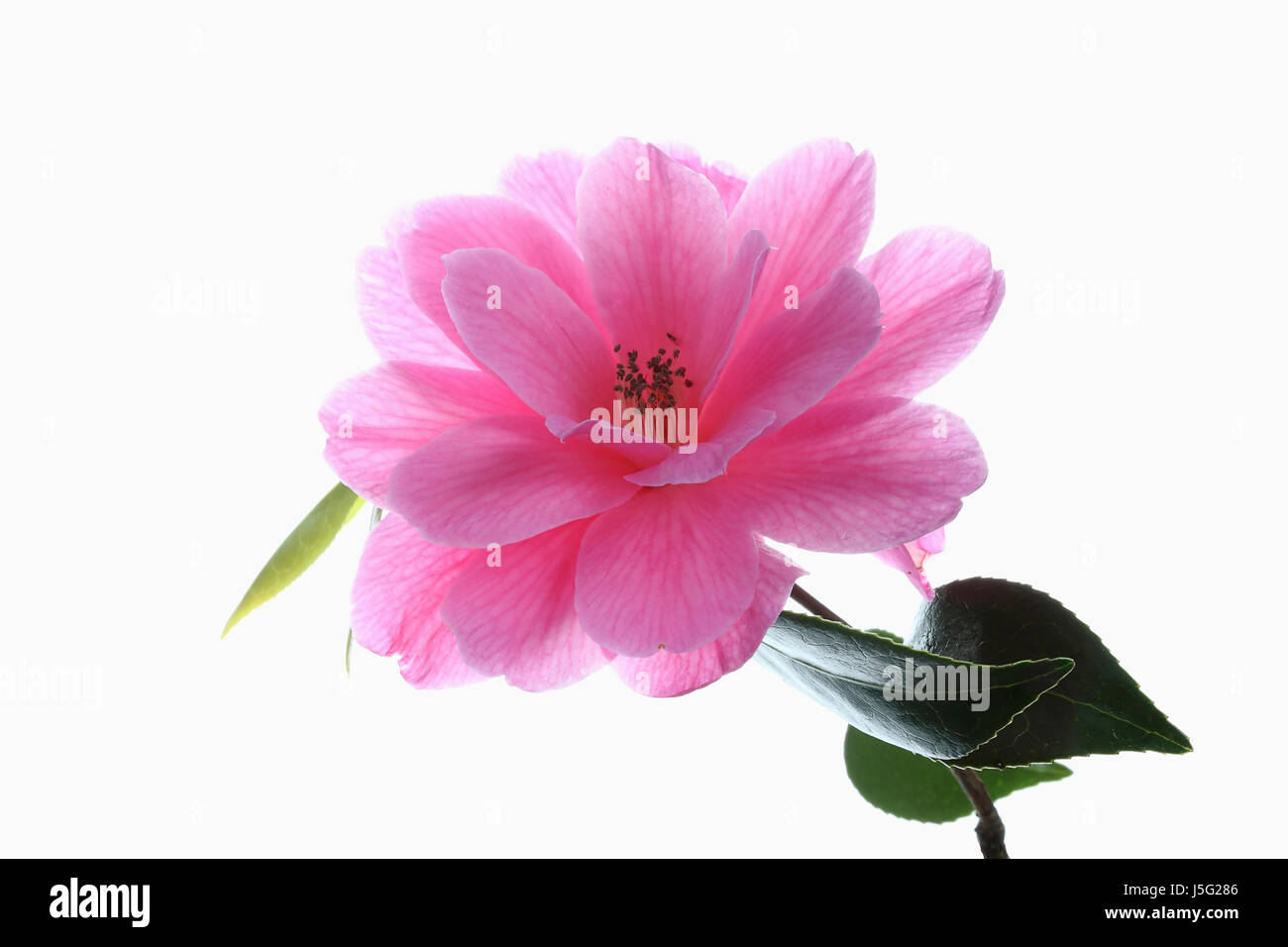 Pink flowering shrub Cut Out Stock Images & Pictures - Alamy