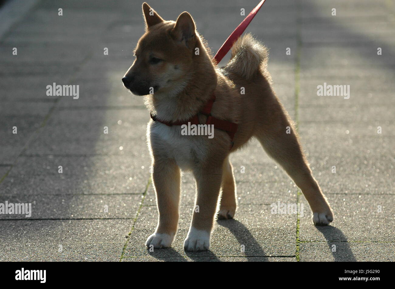 dog shiba inu in the back light Stock Photo - Alamy