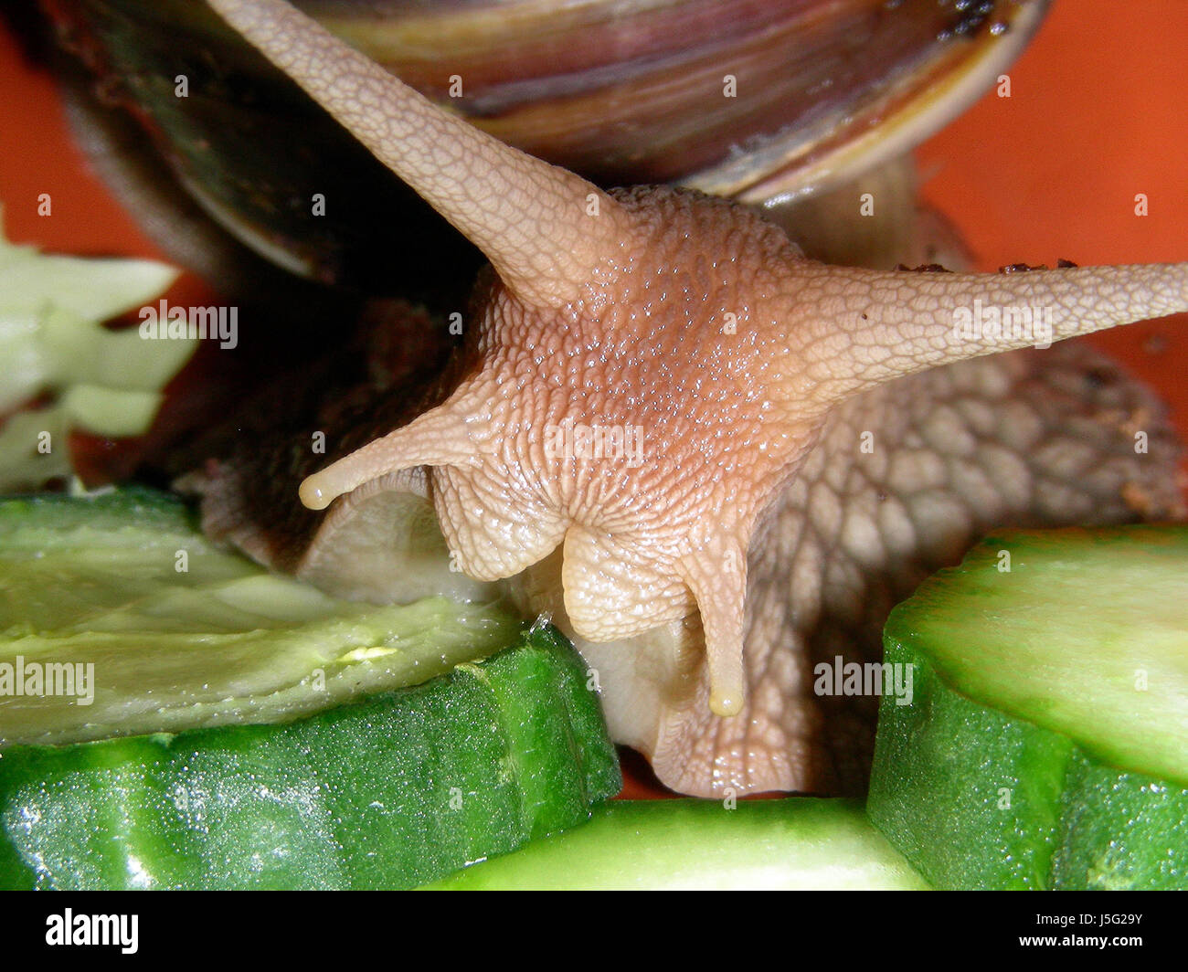 Achatina hi-res stock photography and images - Alamy