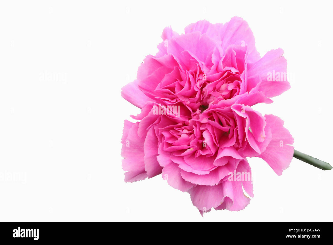 Carnation 'Golem', Dianthus caryophyllus 'Golem', Studio shot of single ...