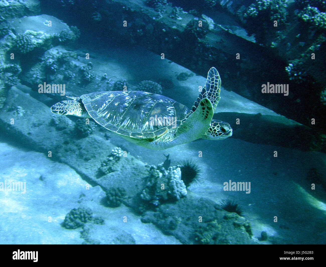 Turtle wreck hawaii hi-res stock photography and images - Alamy