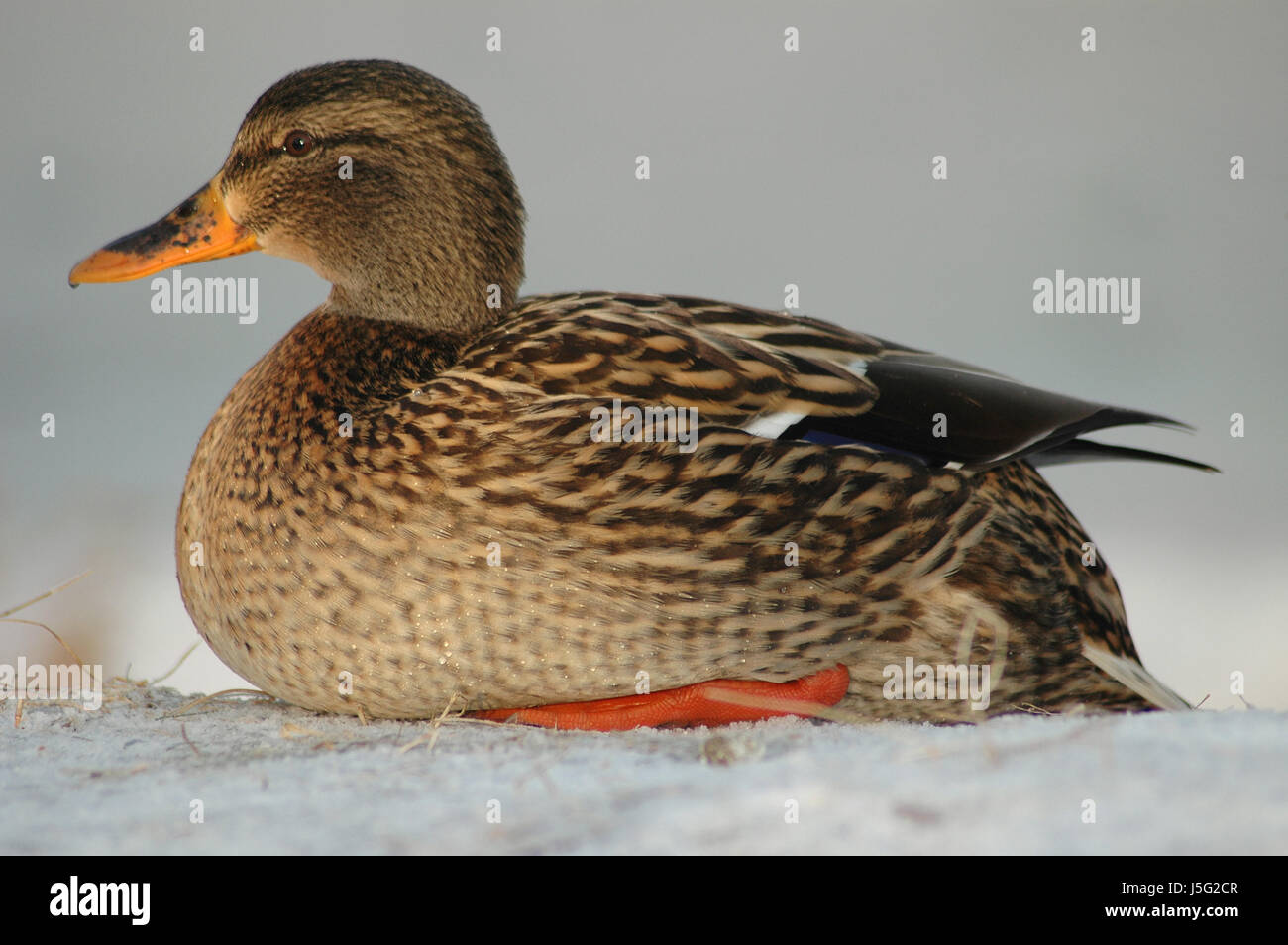 Eye level observation hi-res stock photography and images - Alamy