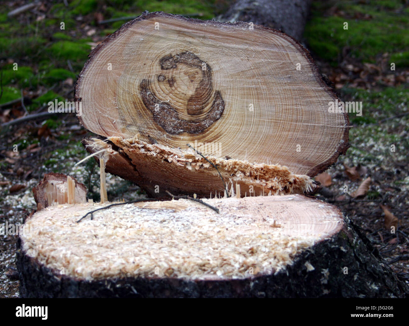 felled tree trunk Stock Photo - Alamy
