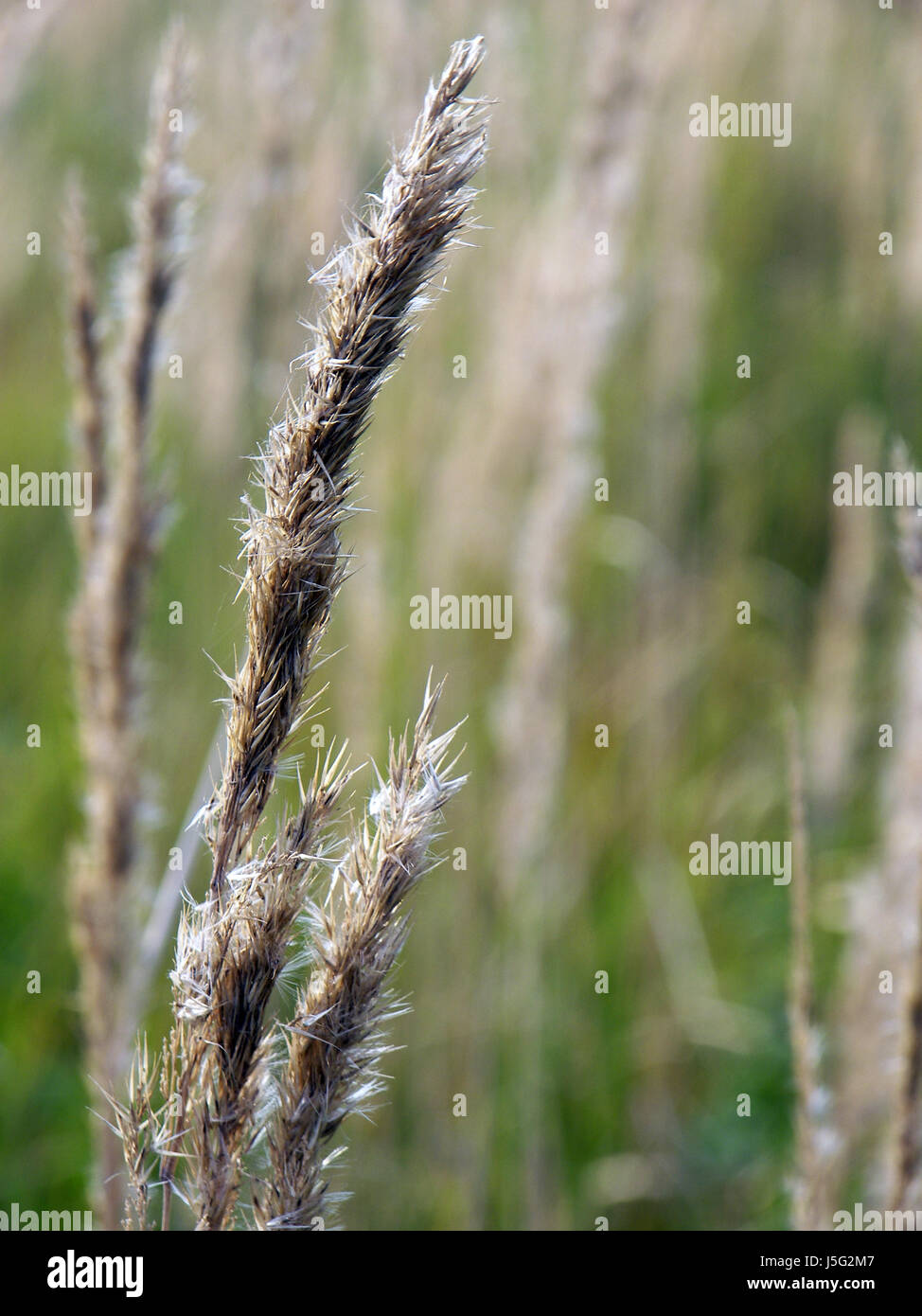 blade of grass Stock Photo - Alamy