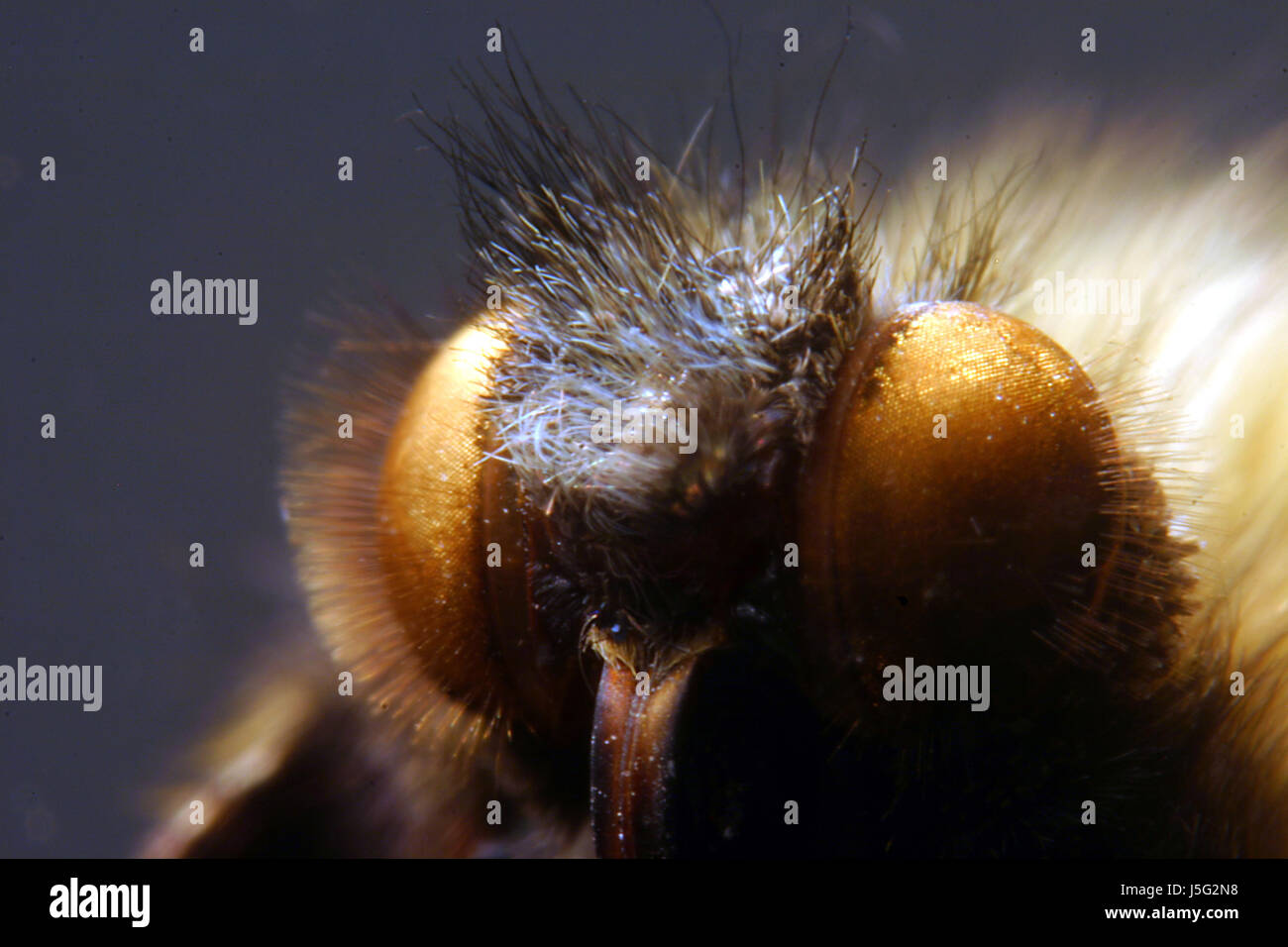 6 insects hi-res stock photography and images - Alamy