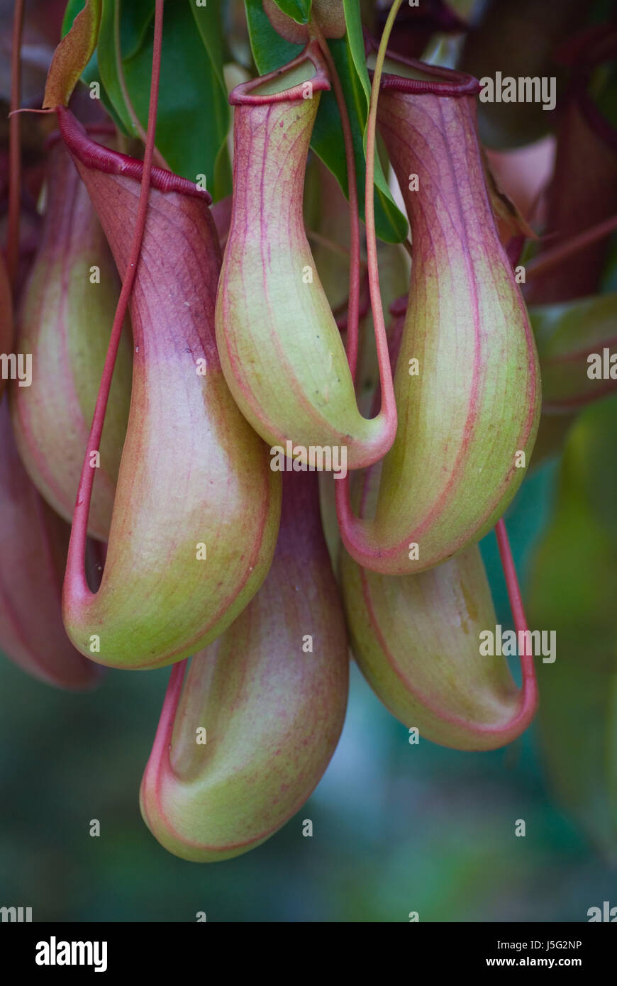 Pitcher plant nepenthes hybride hi-res stock photography and images - Alamy