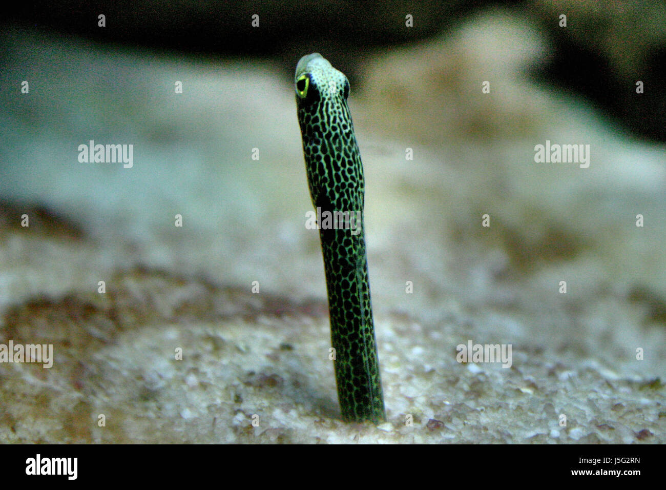 Tauchstation hi-res stock photography and images - Alamy