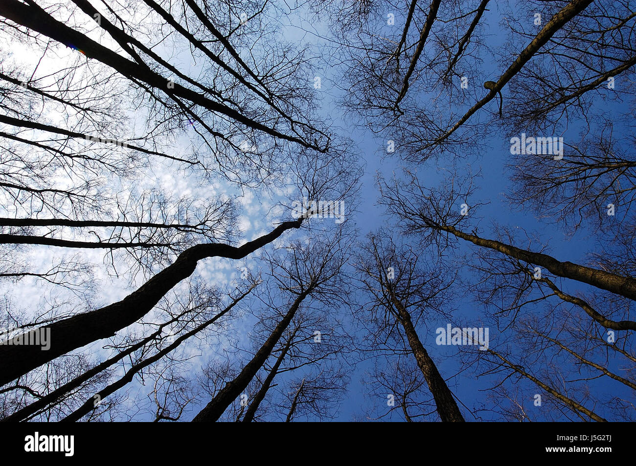 blue book tree trees trunk deciduous tree deciduous trees spring ...