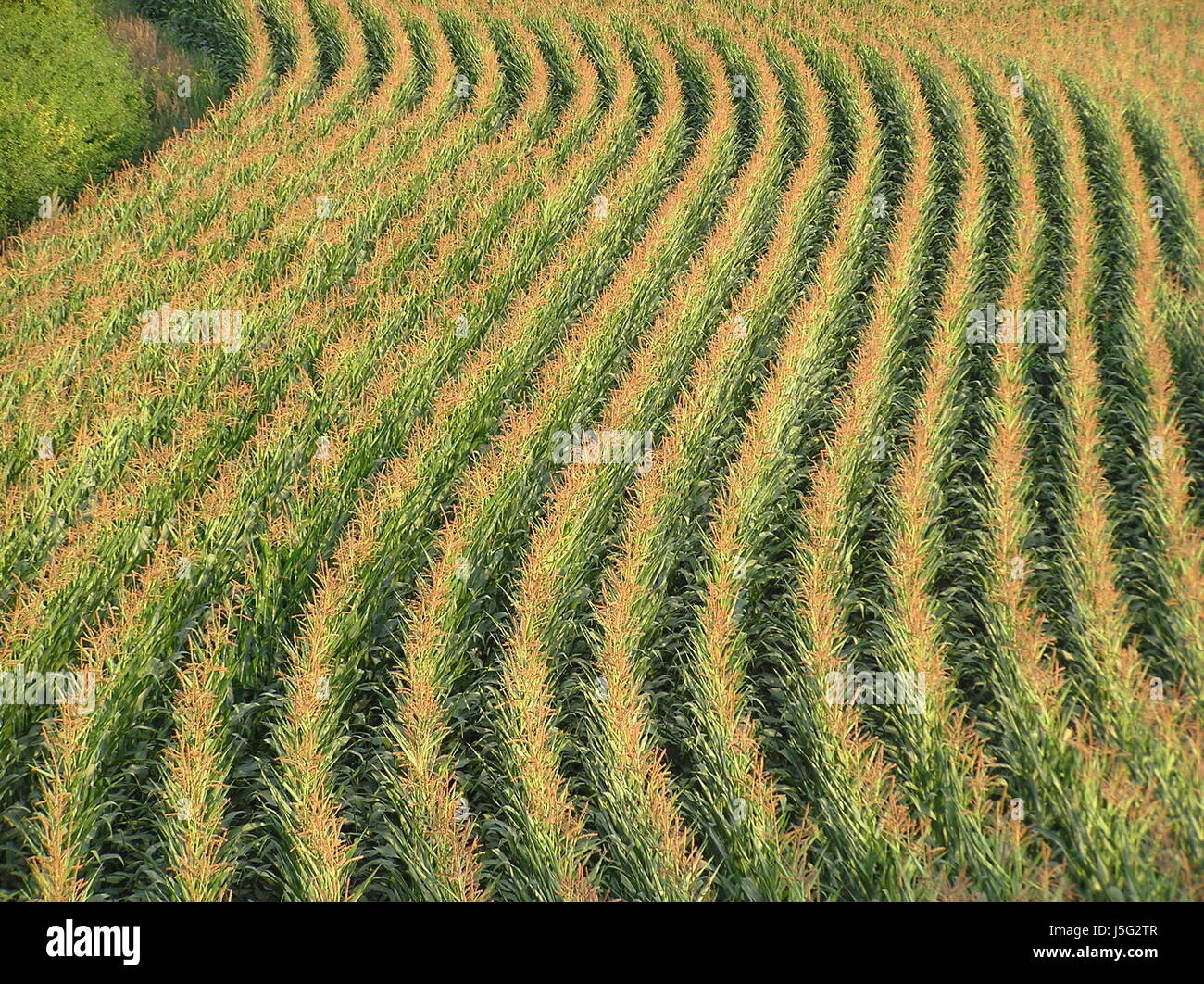 agrarian fodder green agriculture farming field summer summerly relaxed ...