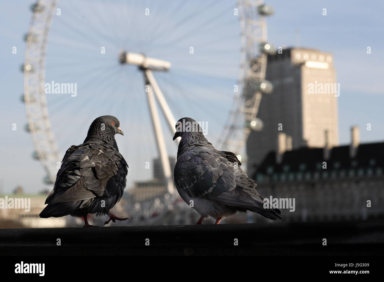 Deaf birds hi-res stock photography and images - Alamy
