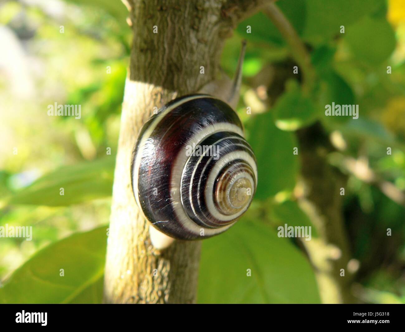 garden snail in the bushes Stock Photo - Alamy