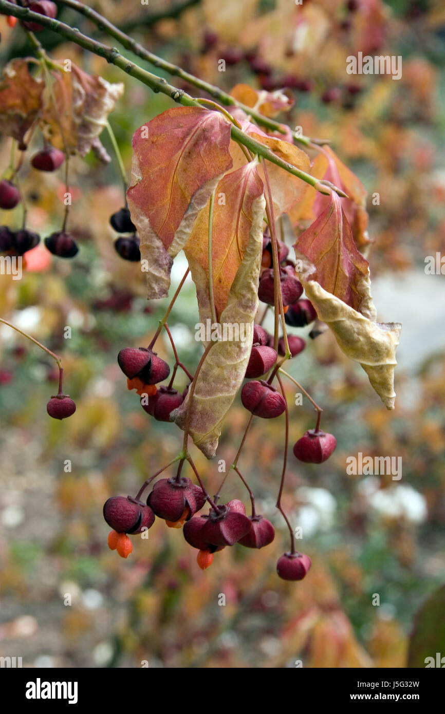 euonymus - spindle tree - euonymus Stock Photo - Alamy