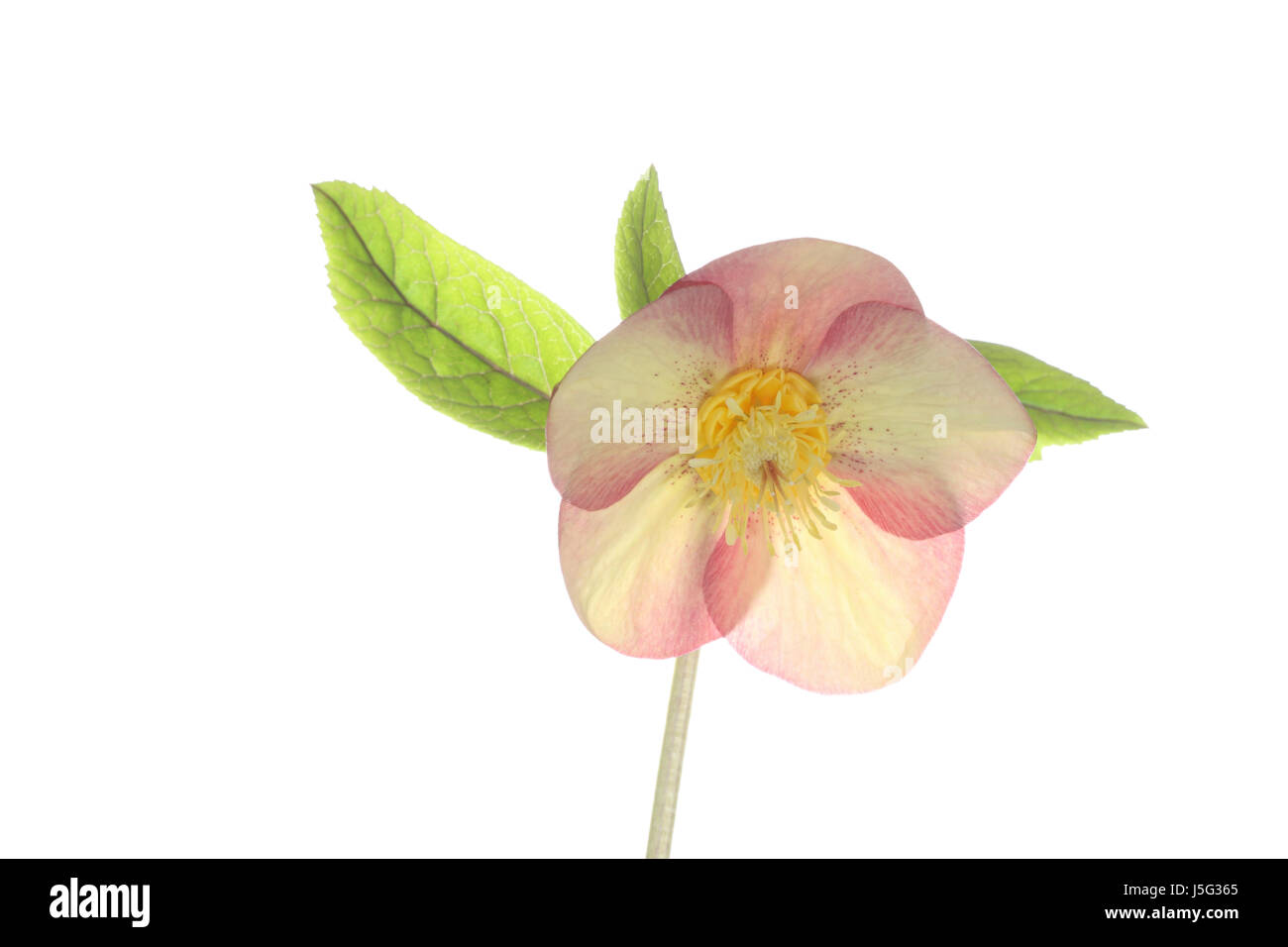 Hellebore, Helleborus, Studio shot of peach and yellow multi-coloured ...