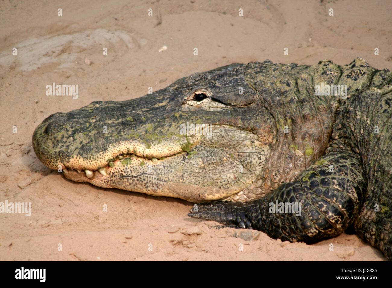 head of american alligators Stock Photo - Alamy