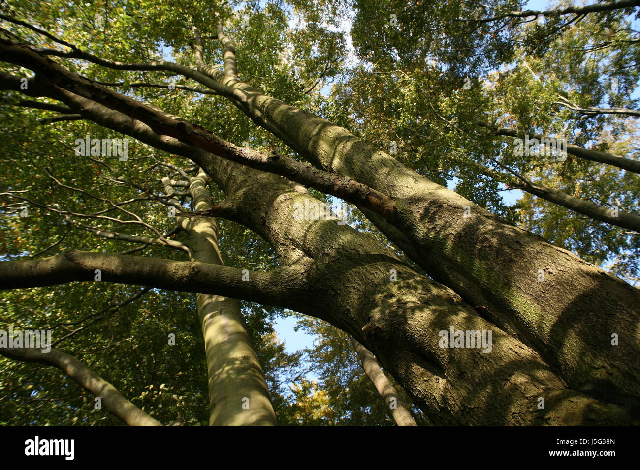 big large enormous extreme powerful imposing immense relevant tree ...