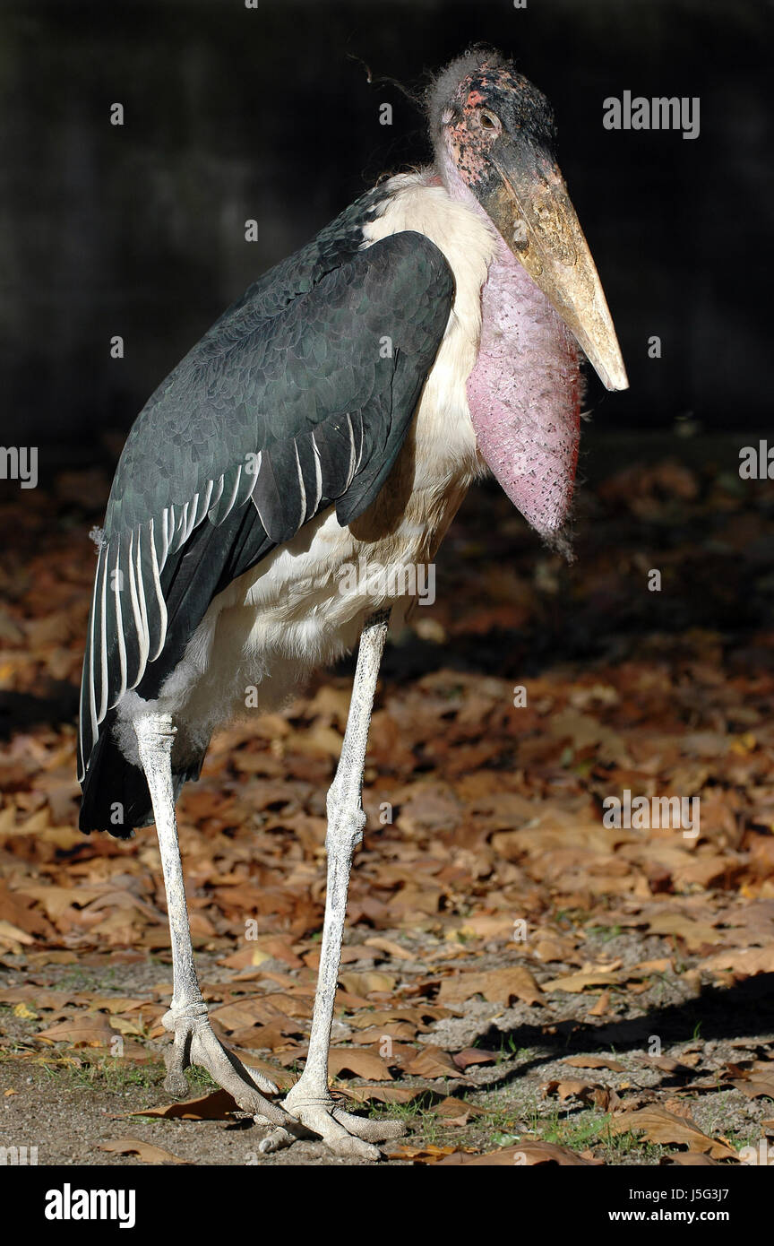 Marabou storch hi-res stock photography and images - Alamy