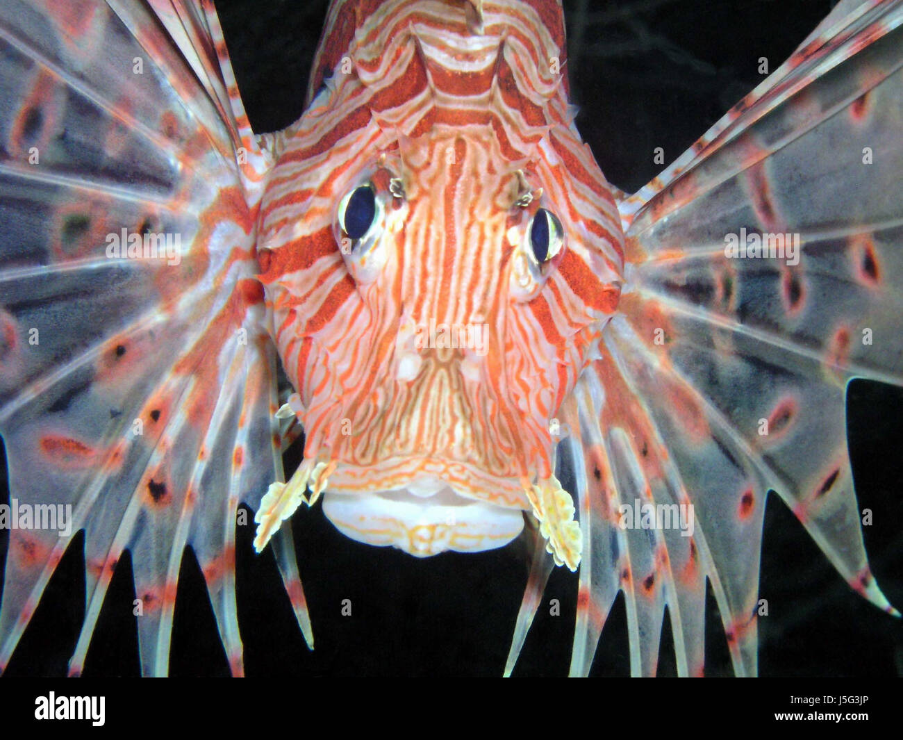 danger fish eyes underwater prickle sting dive poison fins pisces reef ...