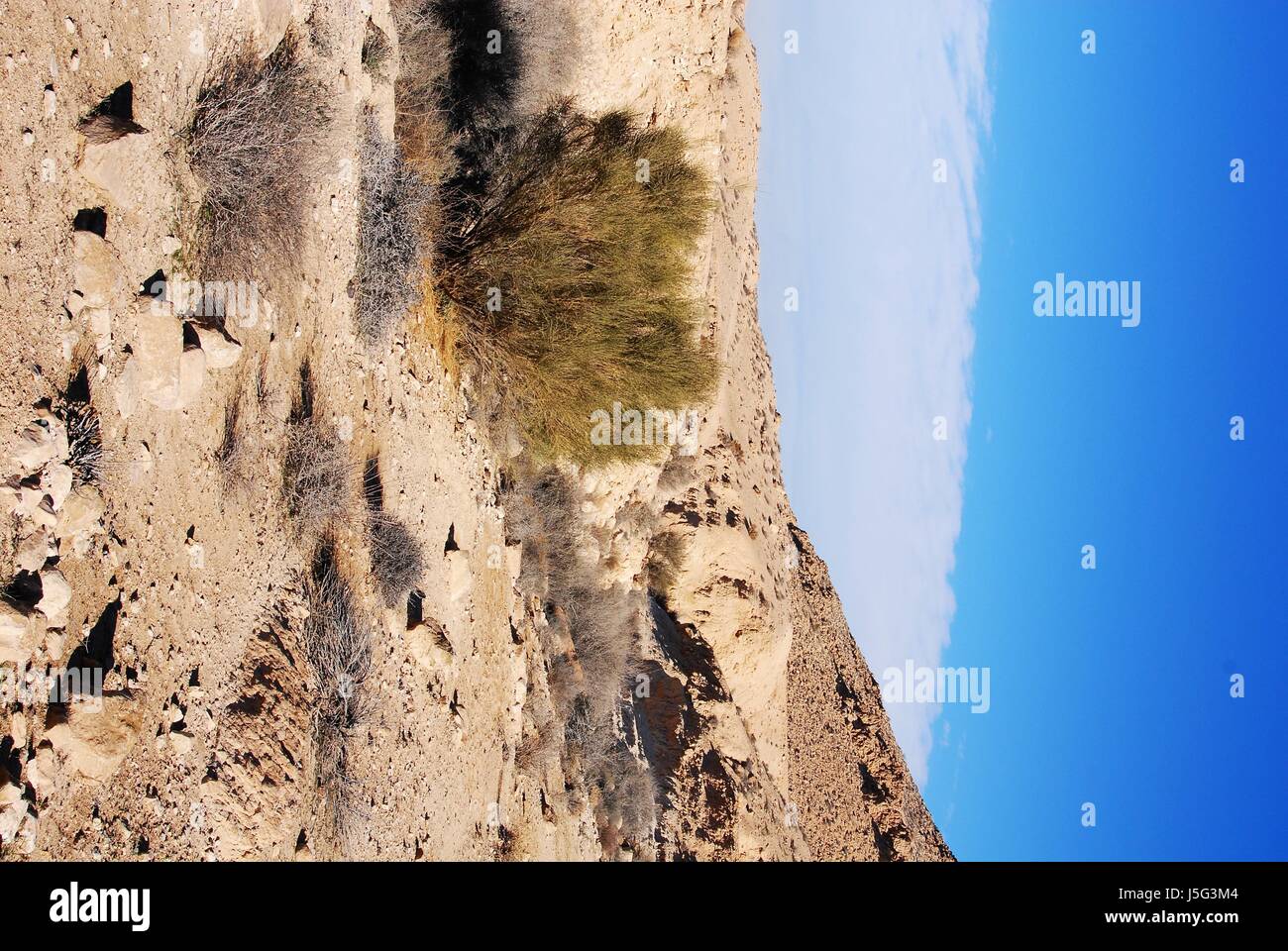 blue plant fauna flora dryness shrub dry dried up barren israel ...